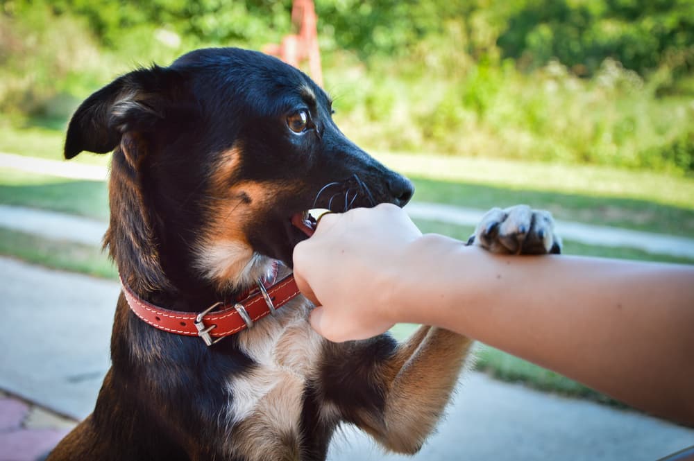 The Most Common Dog Bite Injuries